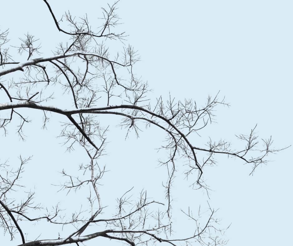 THE BEAUTY OF BARE BRANCHES:HAIKU FOR A WINTER AFTERNOON – Brookline ...
